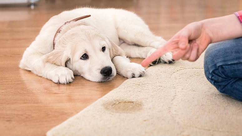 How To Clean Cat Or Dog Pee Out Of Carpet And Remove The Smell Of Urine ...